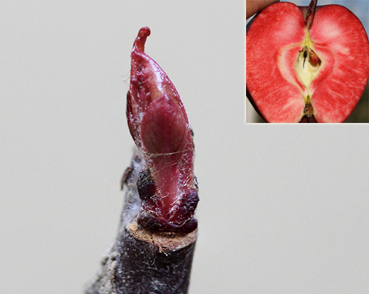 Mar rosu | GreenZoneLife