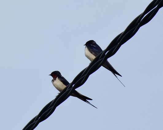 randunele | GreenZoneLife