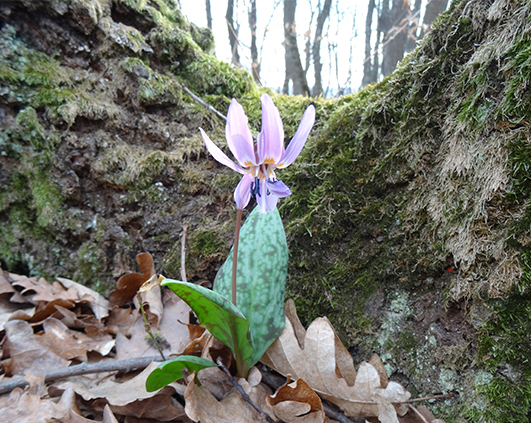 padure5595 | GreenZoneLife